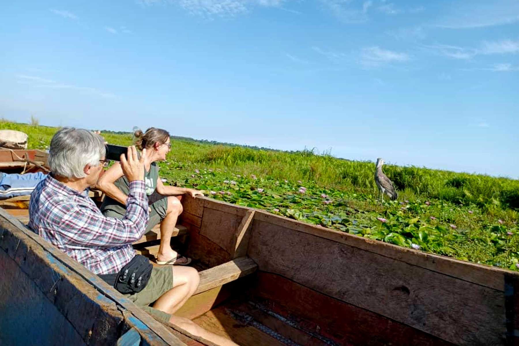 1 Day Shoebill Watching Mabamba Wetland -Uganda Birding Tour